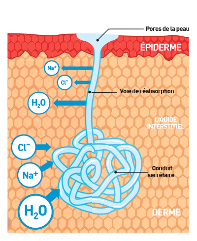 Eau et hydratation : Bases physiologiques chez l’adulte - Hydration for ...