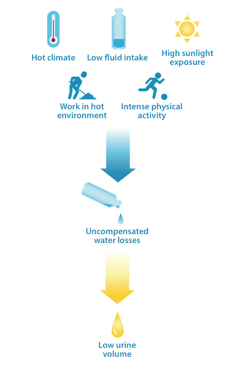 Water intake and Kidney Stones - Hydration for Health