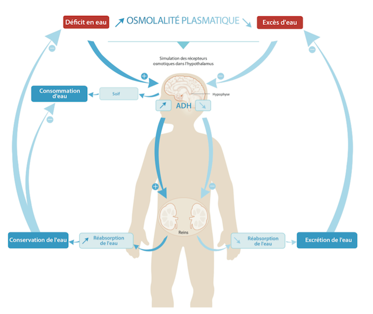 Consommation d’eau et physiologie de l’hydratation chez les enfants ...